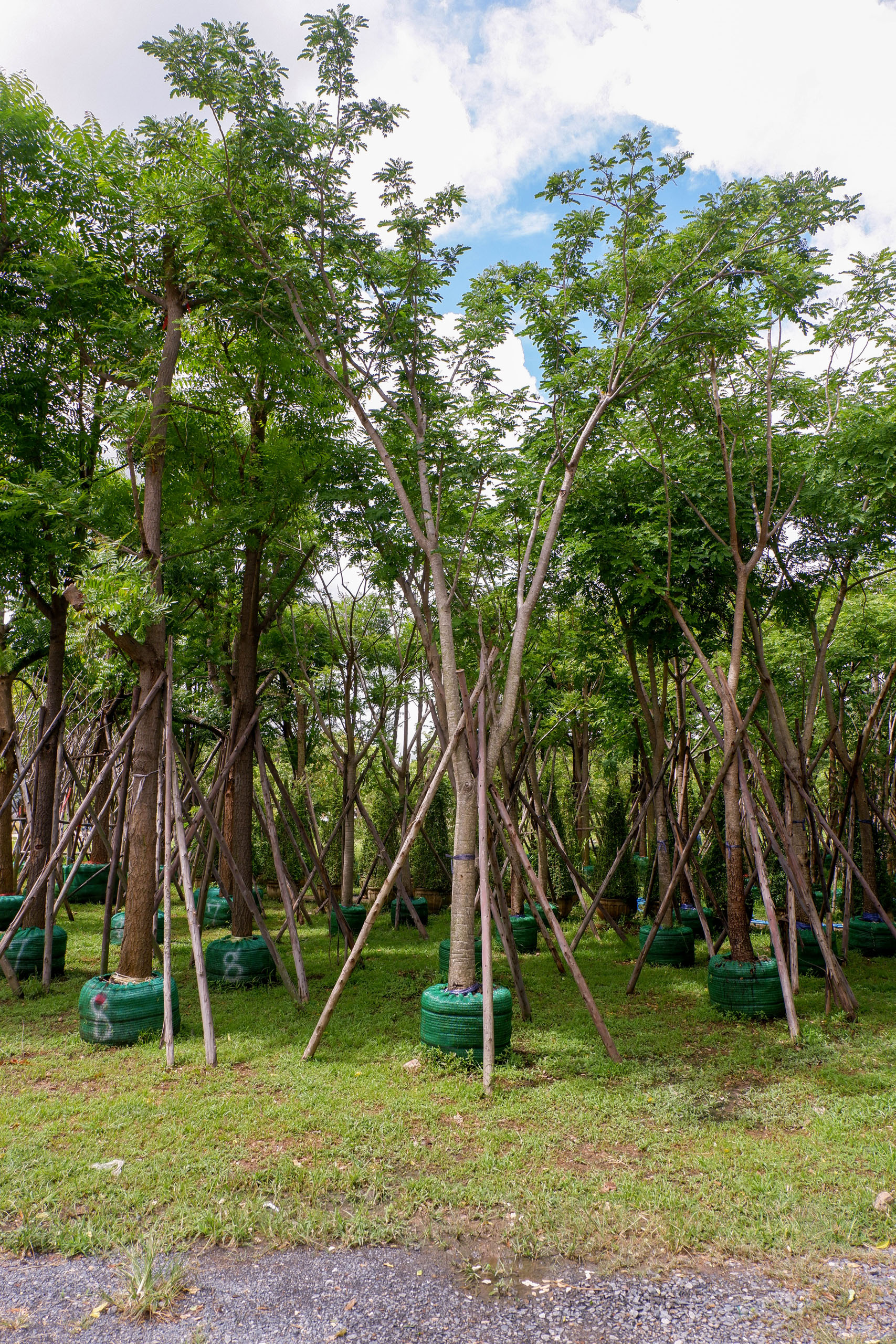 EverGreenPlant | Sustainable Plant Supply & Landscaping